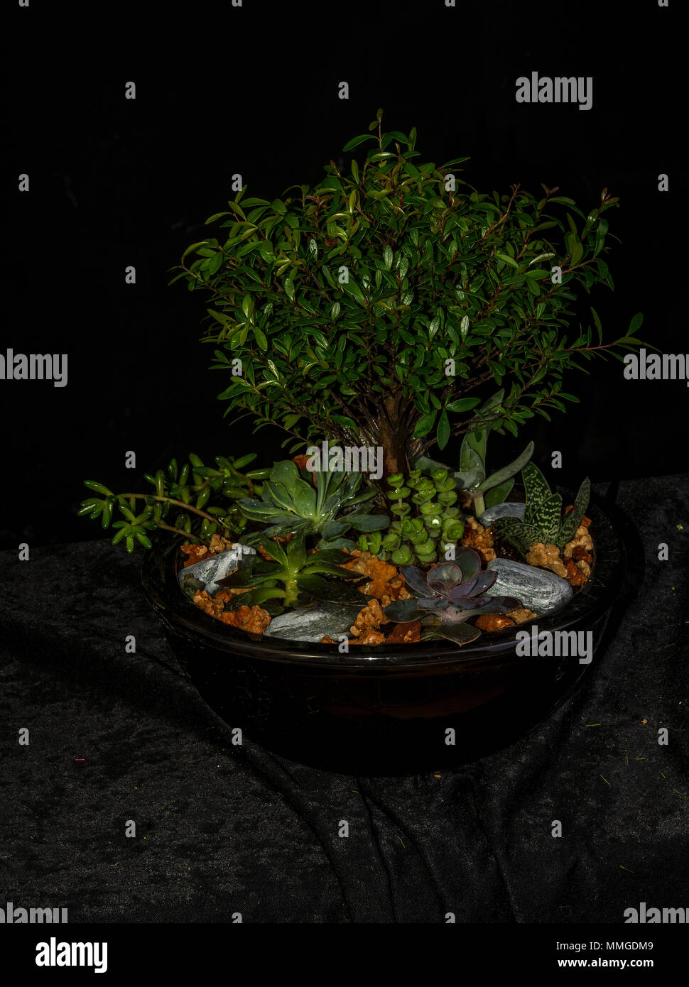 Terrarium plant hi-res stock photography and images - Alamy