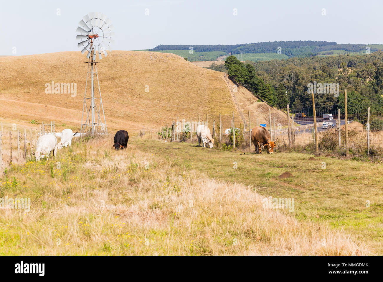 Farm animals countryside alongside road highway landscape Stock Photo ...