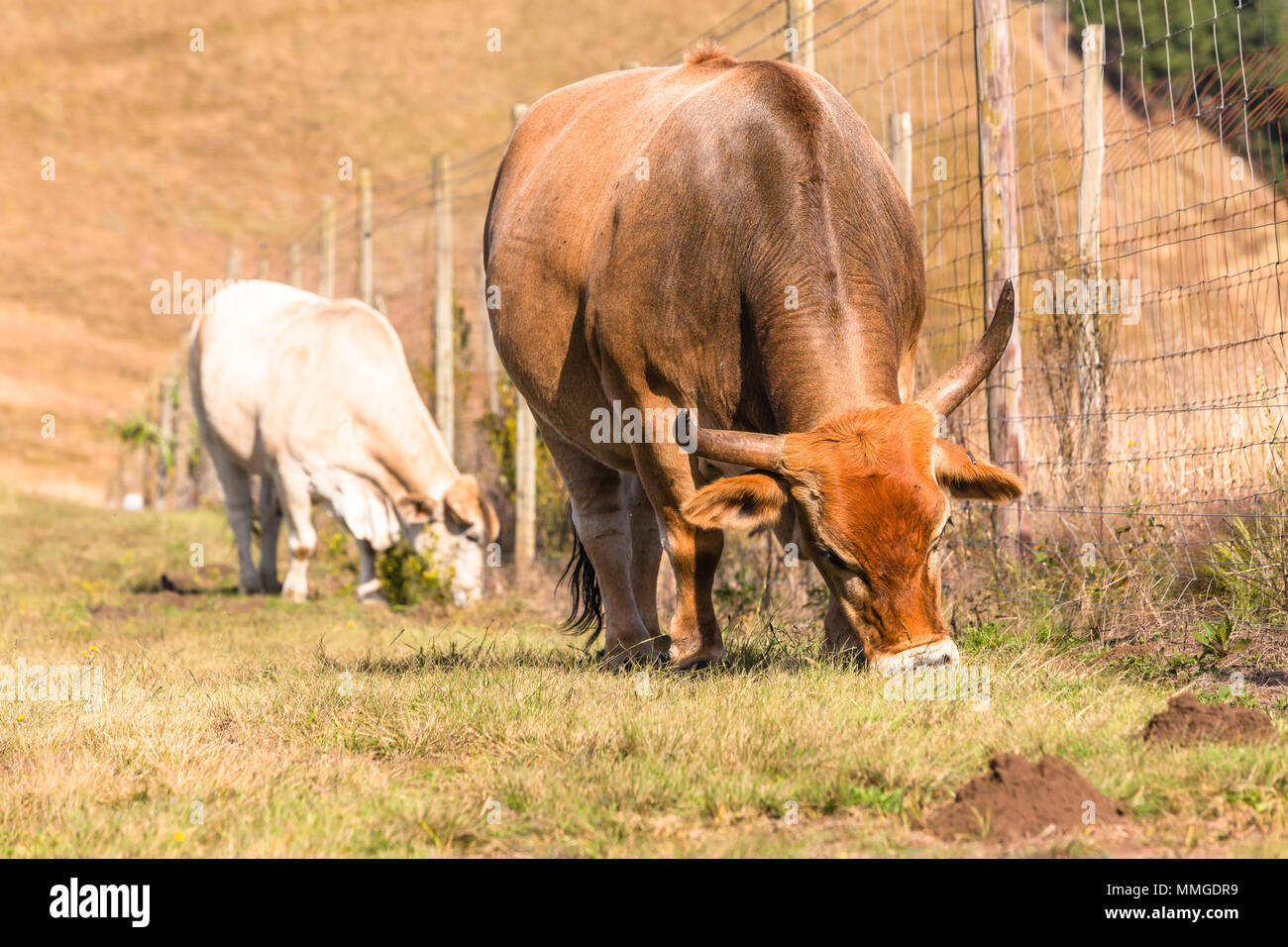 Farm cattle beef animals closeup countryside landscape Stock Photo - Alamy