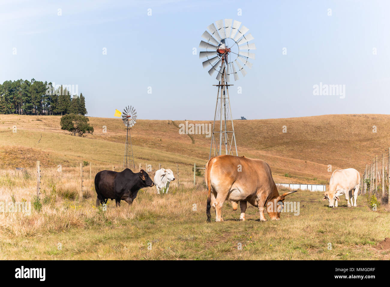 Farm cattle beef animals closeup countryside landscape Stock Photo - Alamy