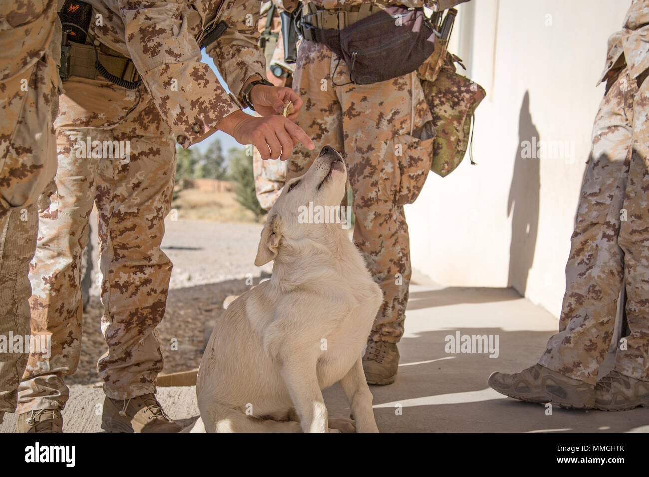 Erby the dog gets some love from Coalition soldiers in the Kurdistan ...