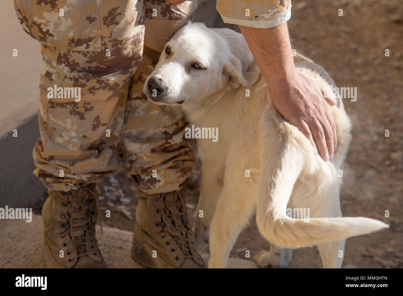 Erby the dog plays with Coalition soldiers in the Kurdistan Training ...