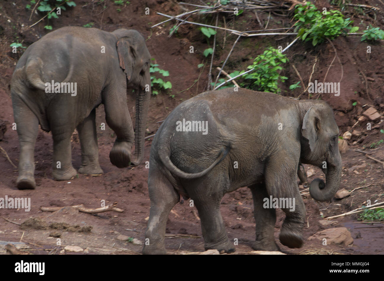 Elephant dance hi-res stock photography and images - Alamy