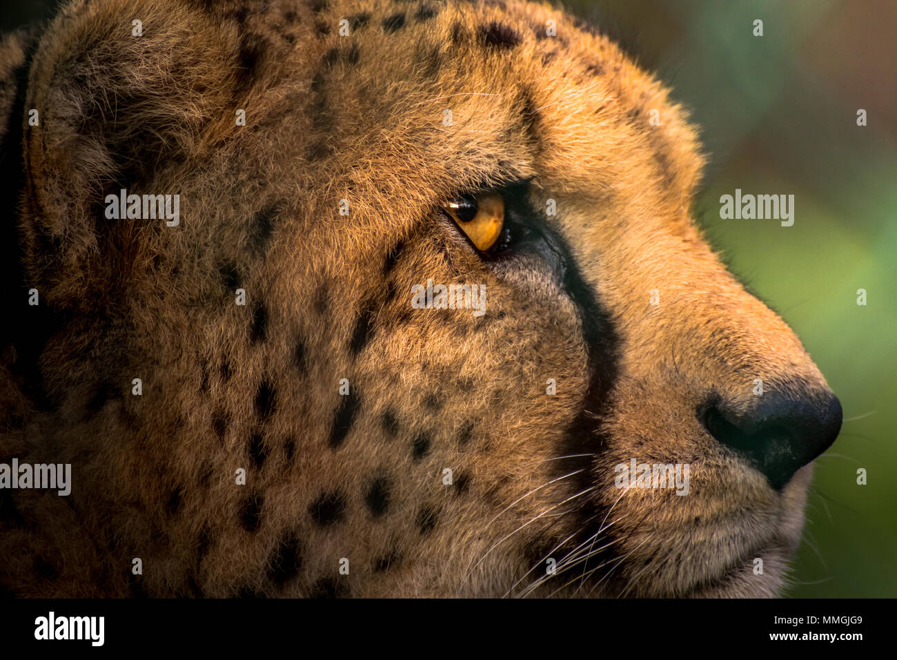 Sad Animal Faces In Cages