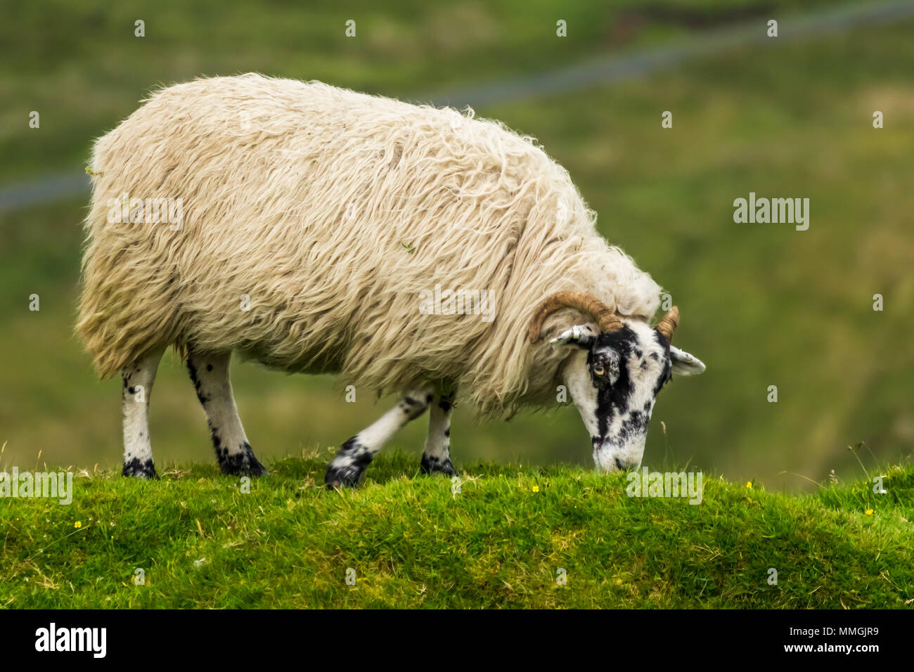 Grassing sheep hi-res stock photography and images - Alamy