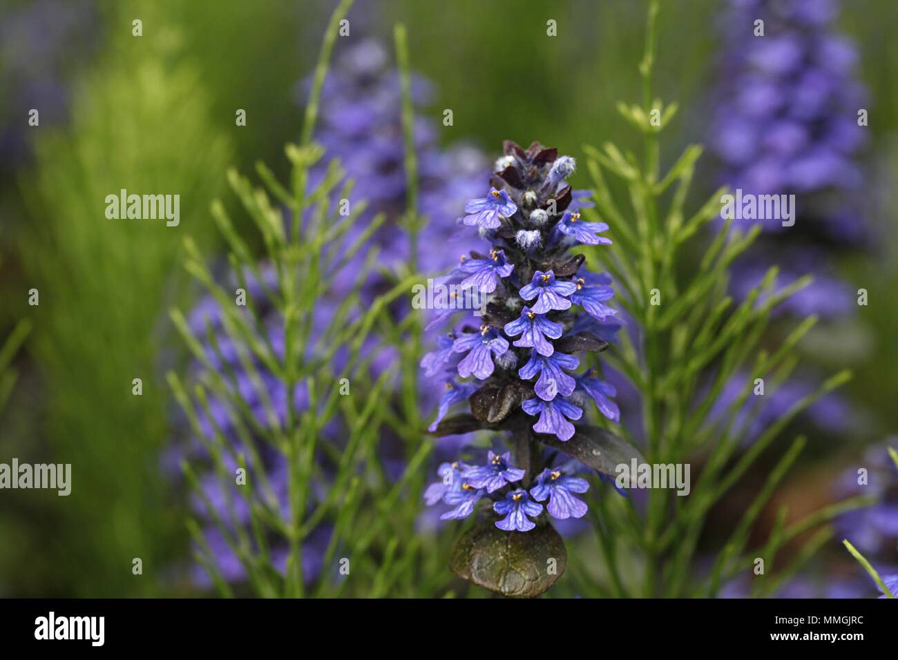 Blue Bugle, Ajuga reptans Stock Photo - Alamy