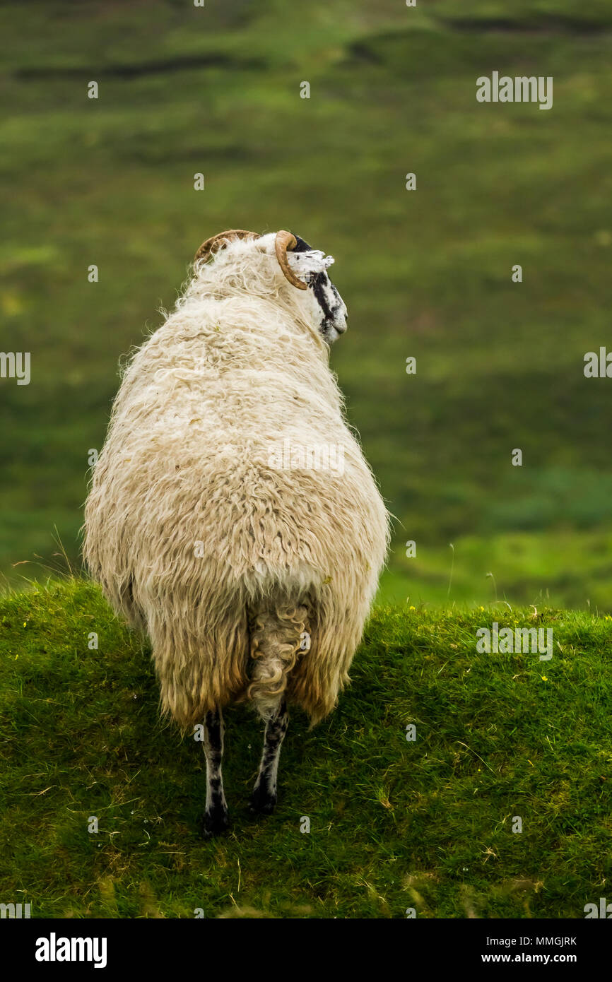 Single Sheep in Scotland Stock Photo - Alamy