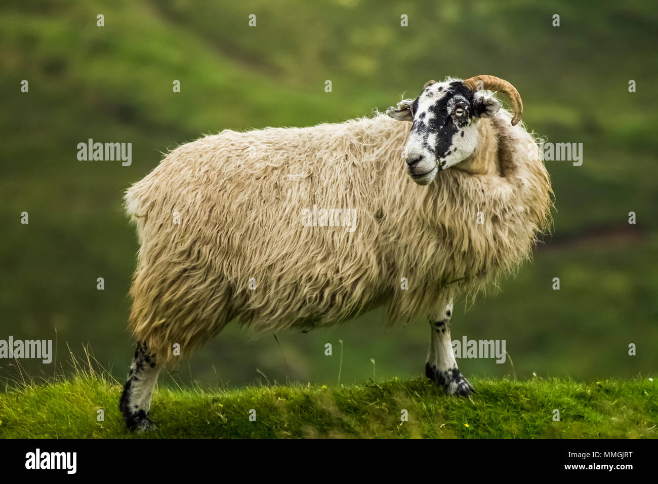 Grassing sheep hi-res stock photography and images - Alamy