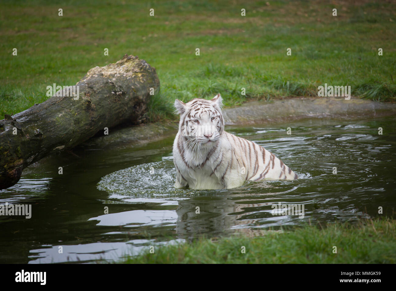 Beautiful White Tiger In Water
