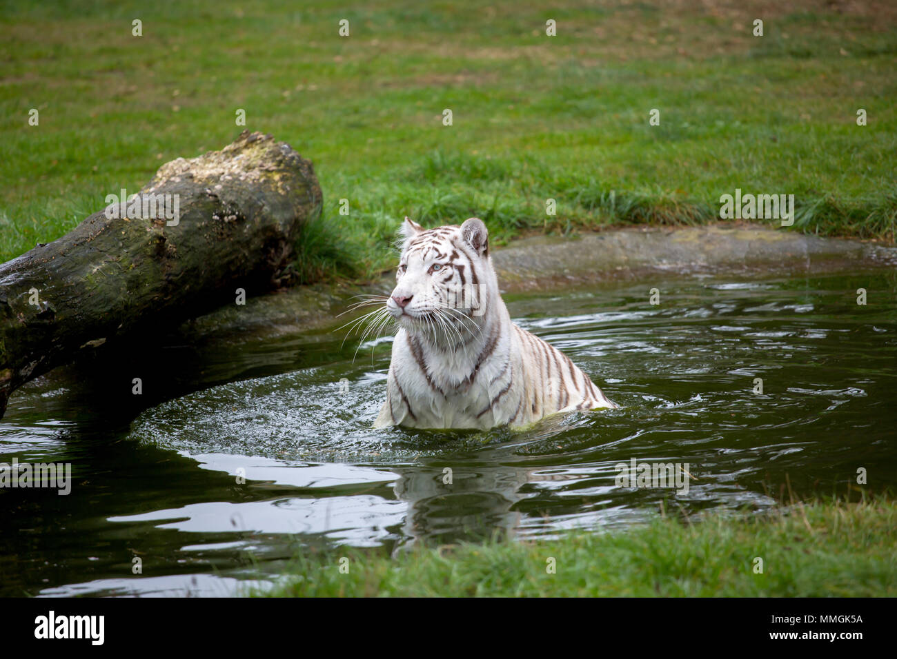 Tiger Rock Water High Resolution Stock Photography and Images - Alamy