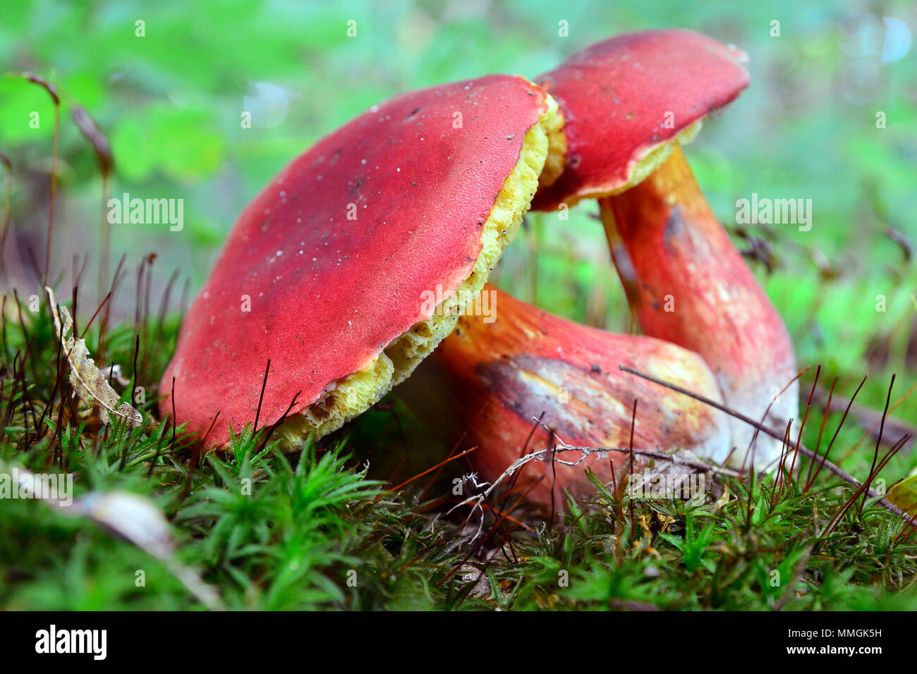 Xerocomellus dryophilus mushroom in the forest Stock Photo - Alamy