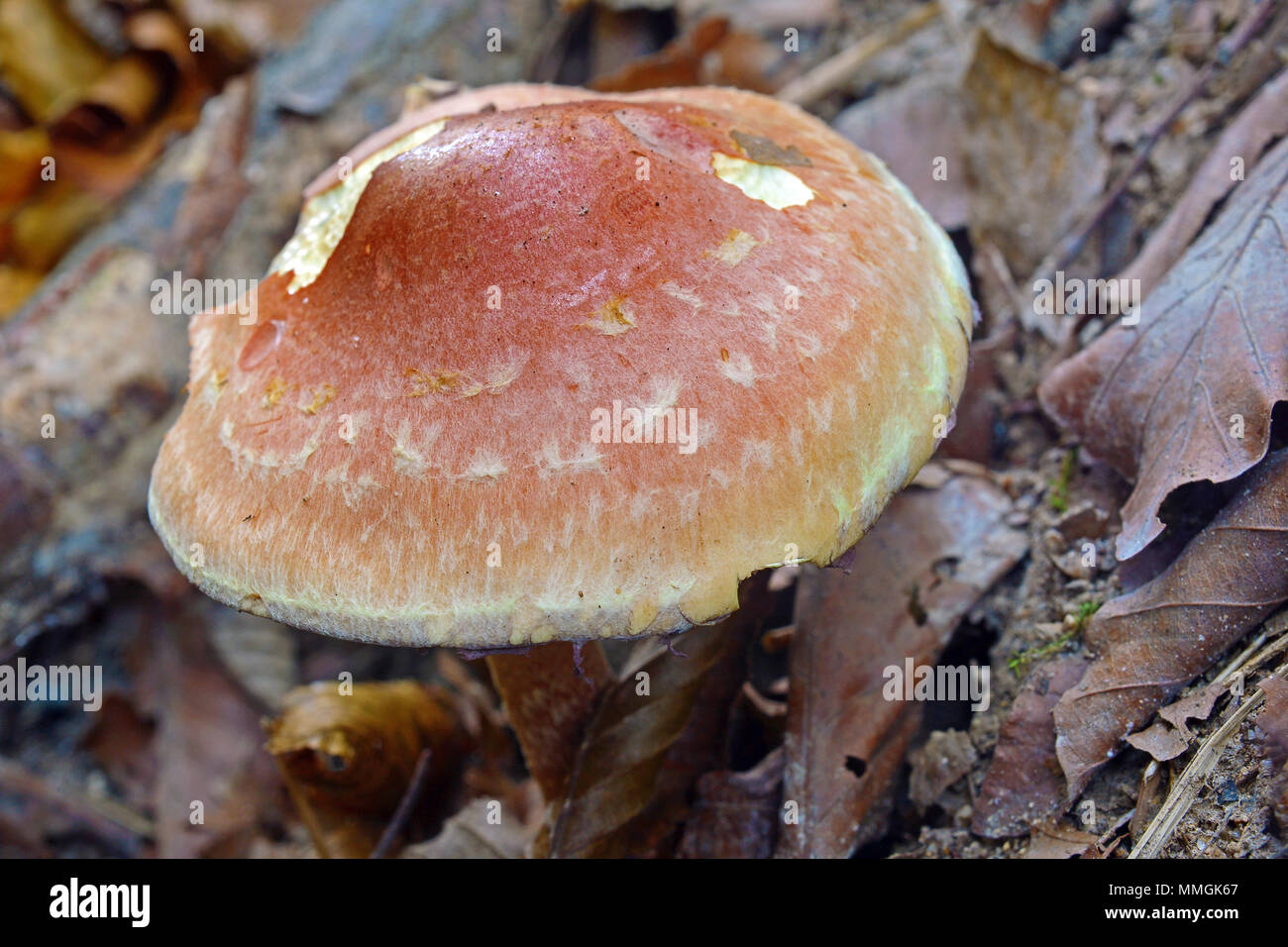 rare Hypholoma lateritium mushroom, known as the brick cap Stock Photo ...