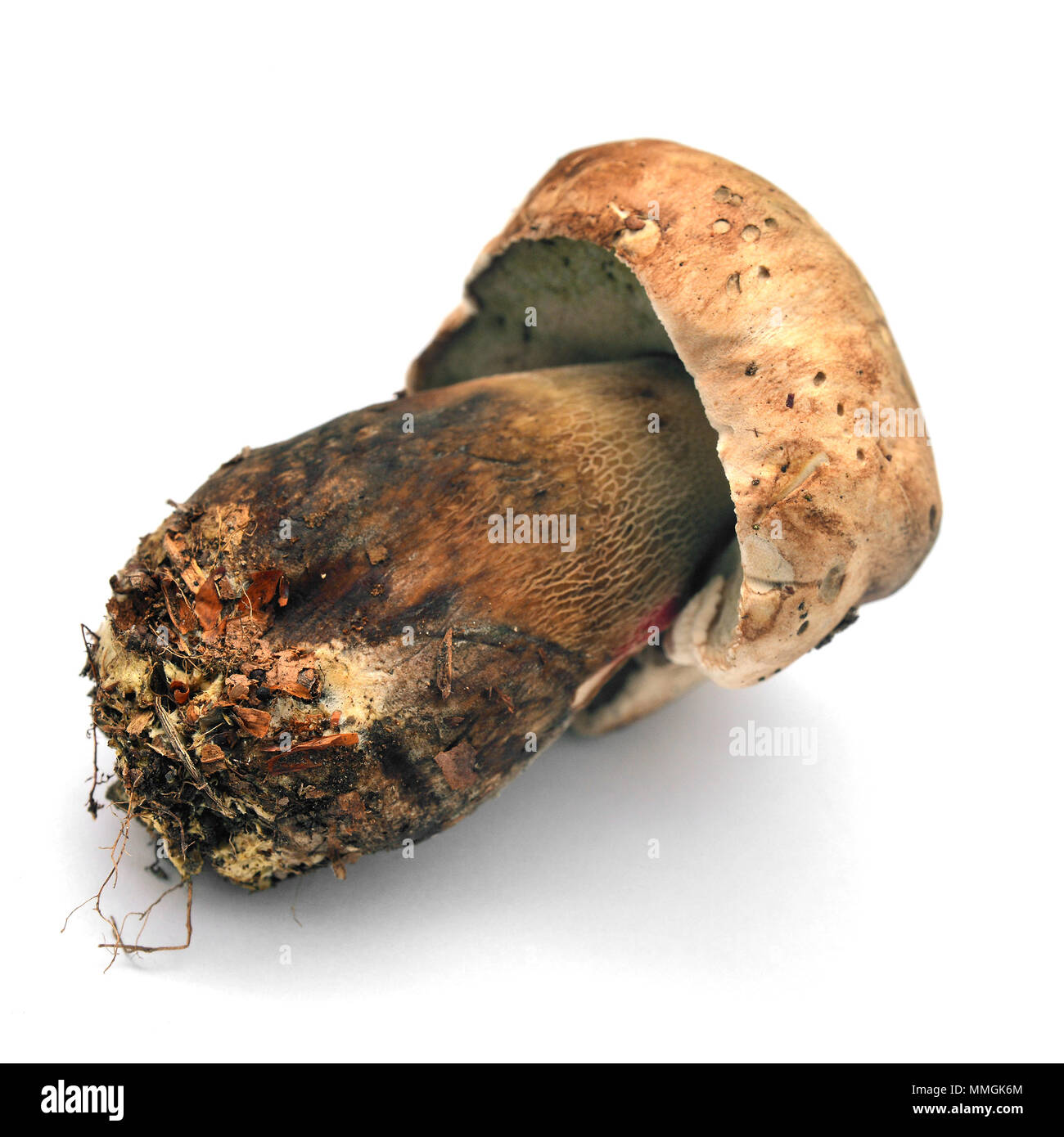 caloboletus calopus mushroom, also known as the bitter beech bolete or ...