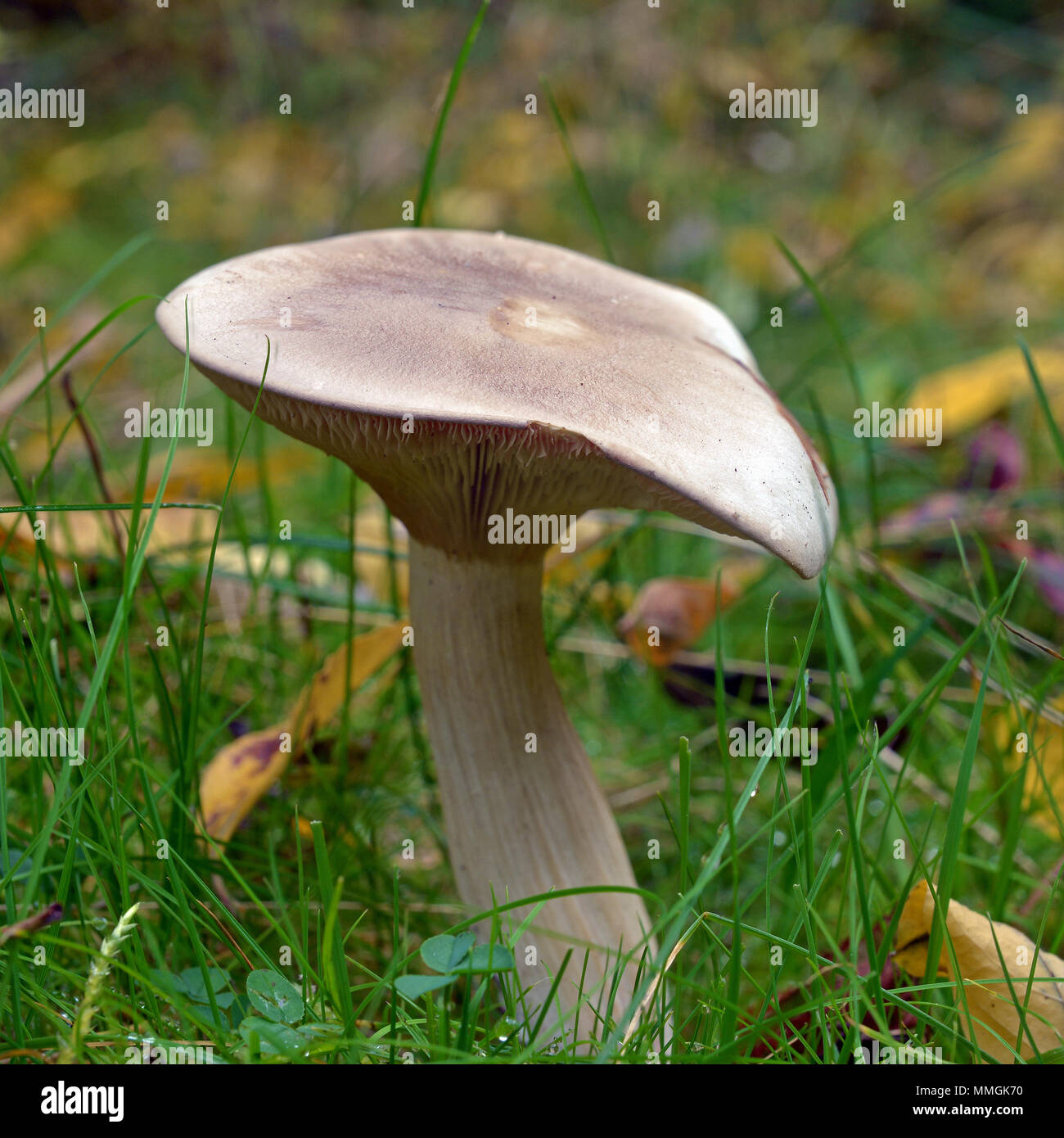 clitocybe nebularis mushroom, also known as the cloud agaric and cloud ...