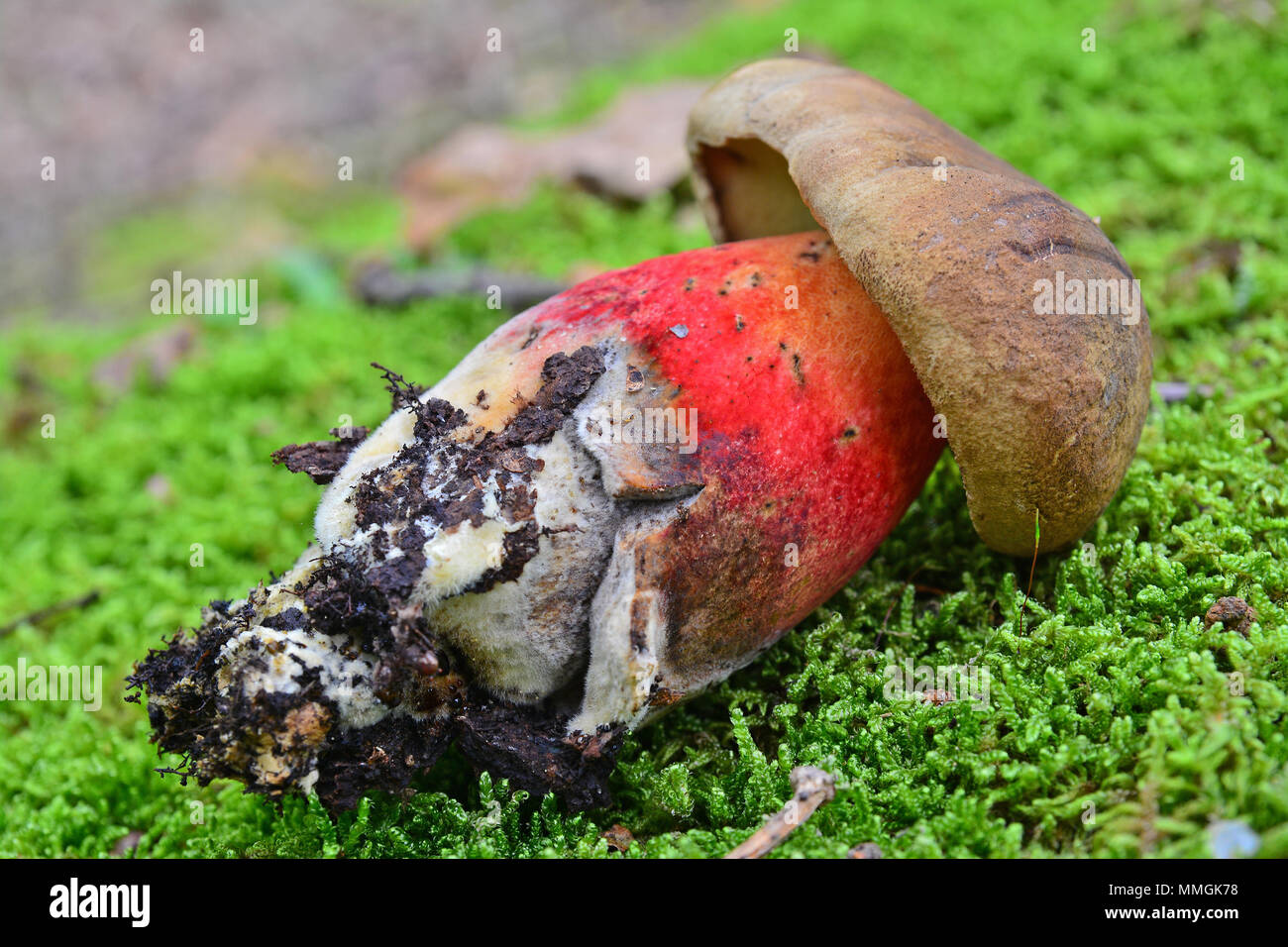 caloboletus calopus mushroom, also known as the bitter beech bolete or ...