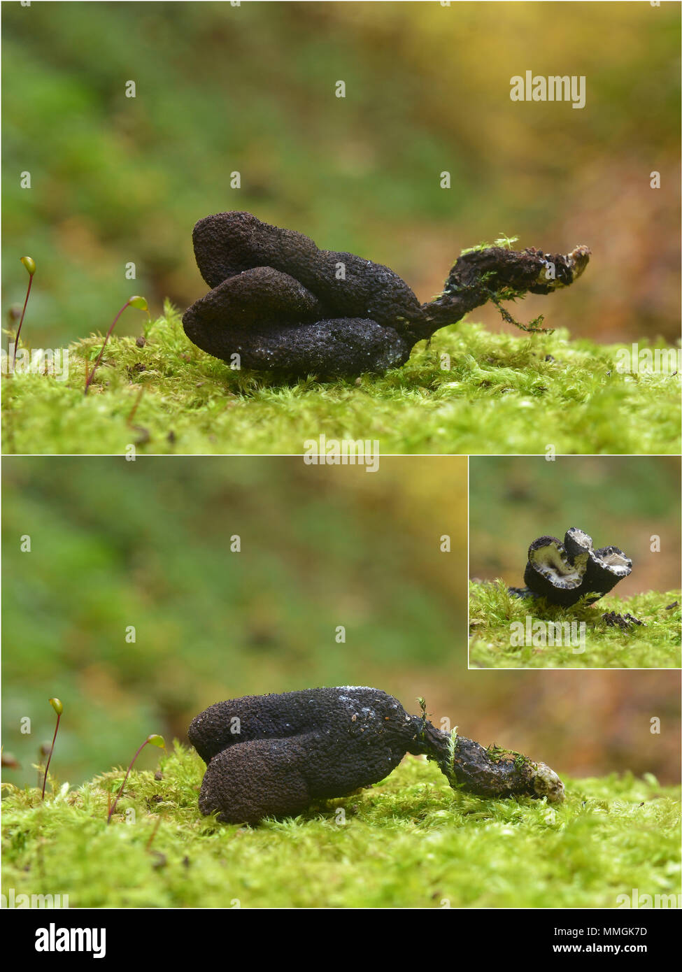 xylaria polymorpha fungus, also known as dead man's fingers Stock Photo ...