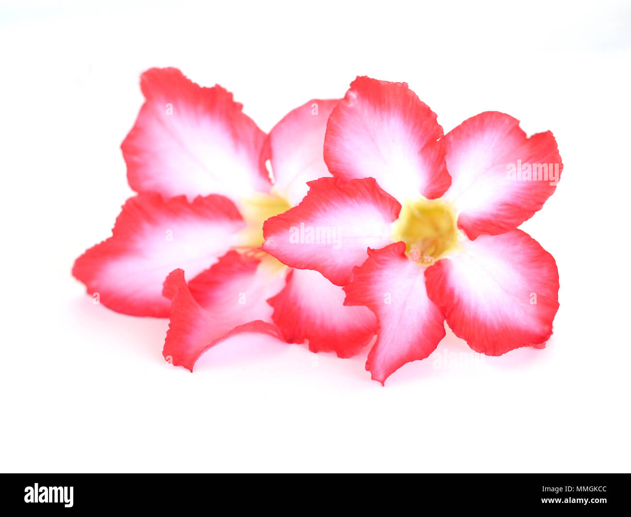 Floral Background Close Up Of Tropical Flower Pink Adenium Desert