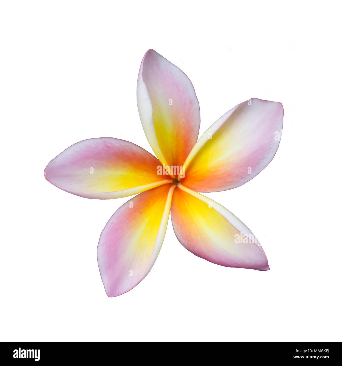 Blossom frangipani tree Cut Out Stock Images & Pictures - Alamy