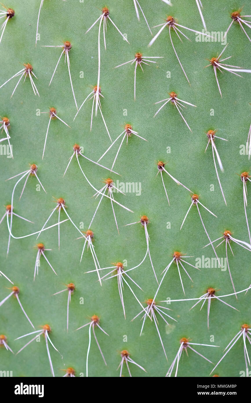 abstract background textuer of Cactus succulent plant Stock Photo - Alamy