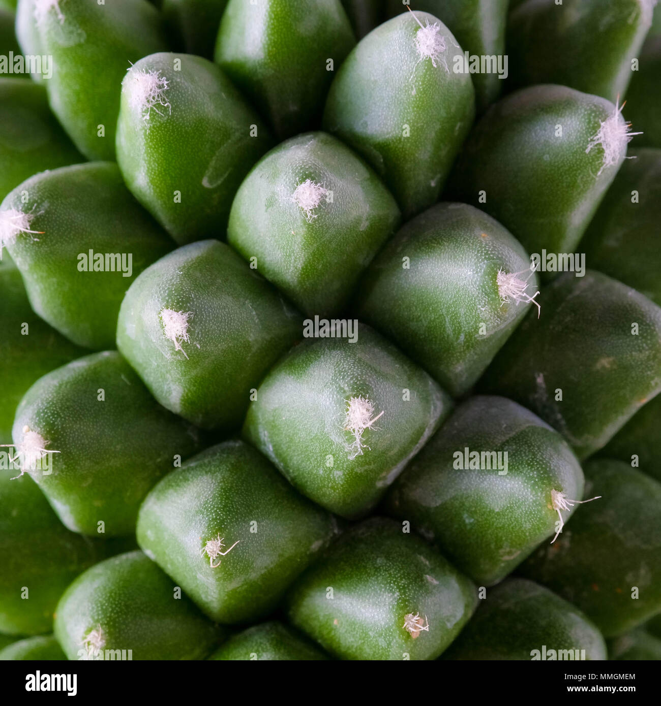 abstract background textuer of Cactus succulent plant Stock Photo - Alamy