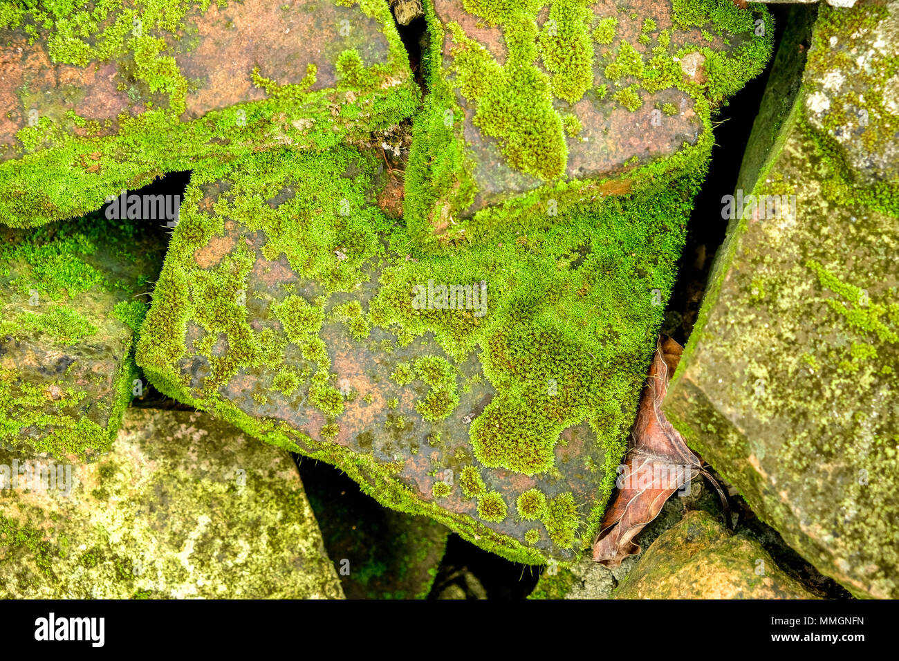 lichen on brick wall background texture Stock Photo - Alamy