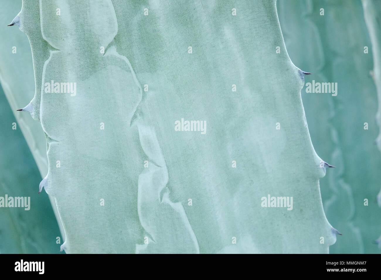 abstract background textuer of Cactus succulent plant Stock Photo - Alamy
