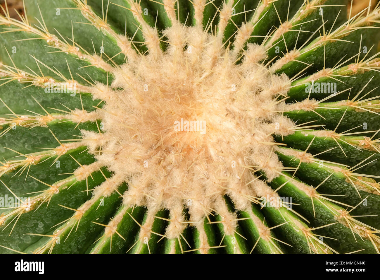 abstract background textuer of Cactus succulent plant Stock Photo - Alamy