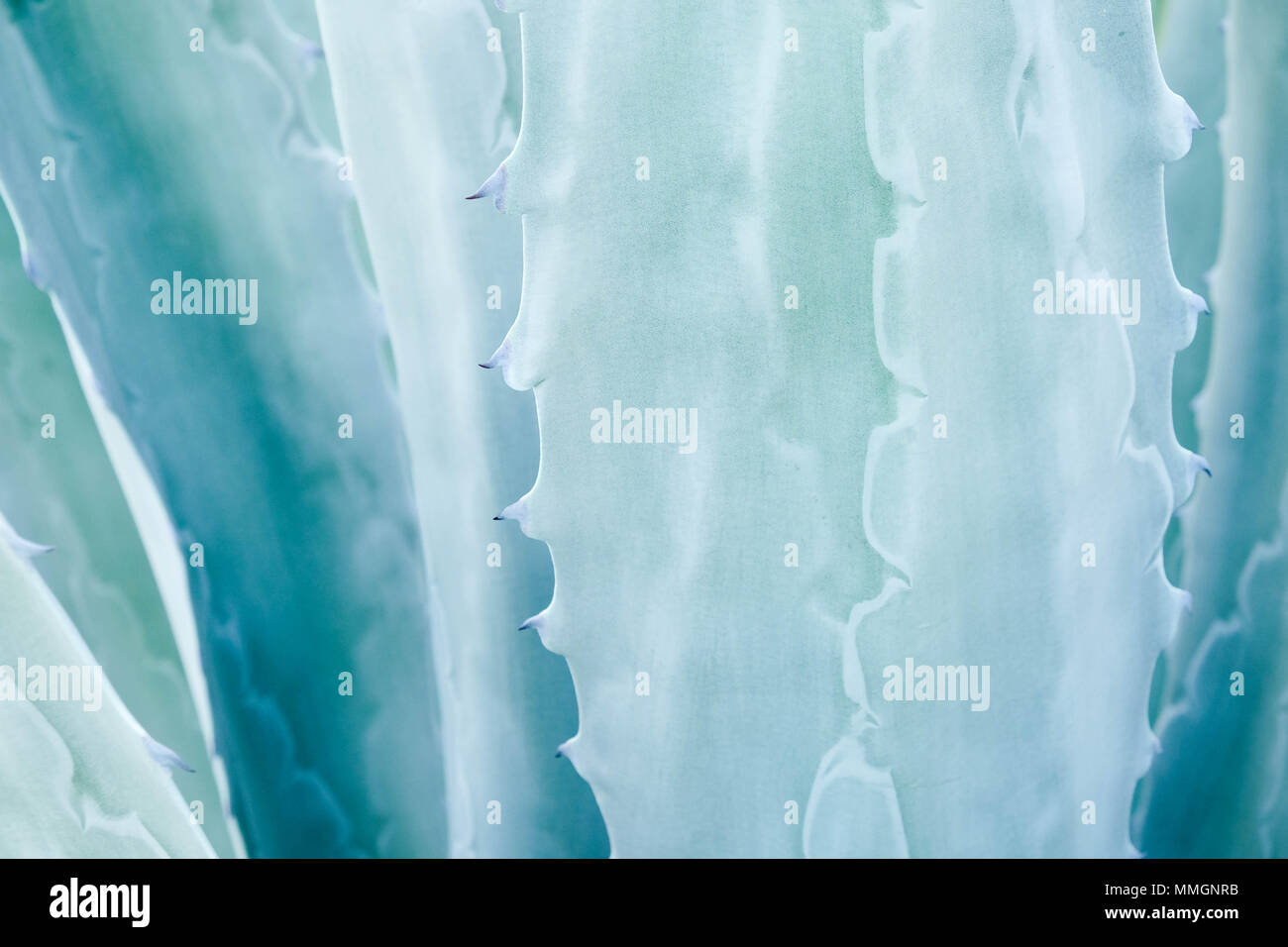 abstract background textuer of Cactus succulent plant Stock Photo - Alamy