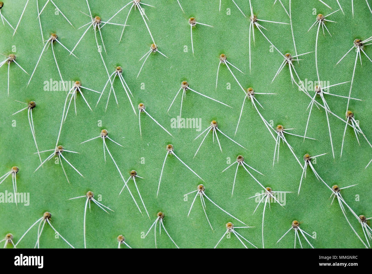abstract background textuer of Cactus succulent plant Stock Photo - Alamy