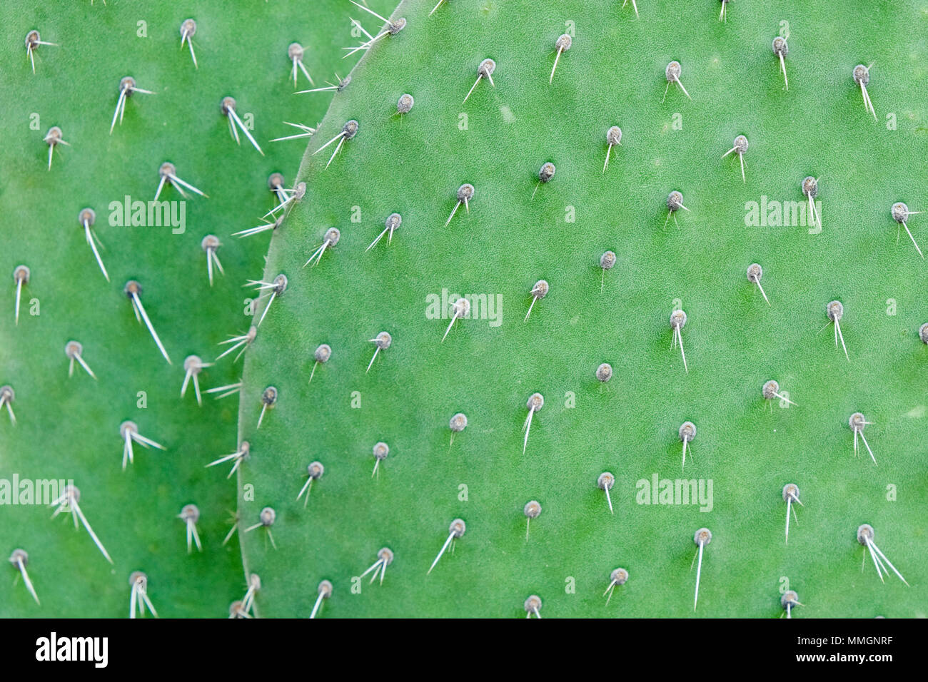 abstract background textuer of Cactus succulent plant Stock Photo - Alamy