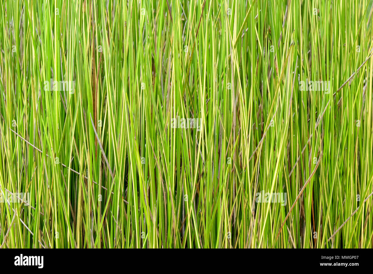 Natural green plants background Stock Photo - Alamy