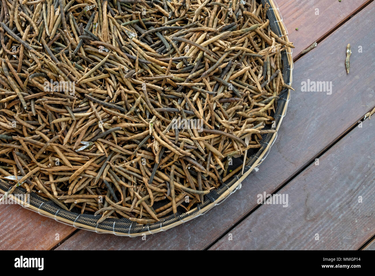Planting dry beans hi-res stock photography and images - Alamy