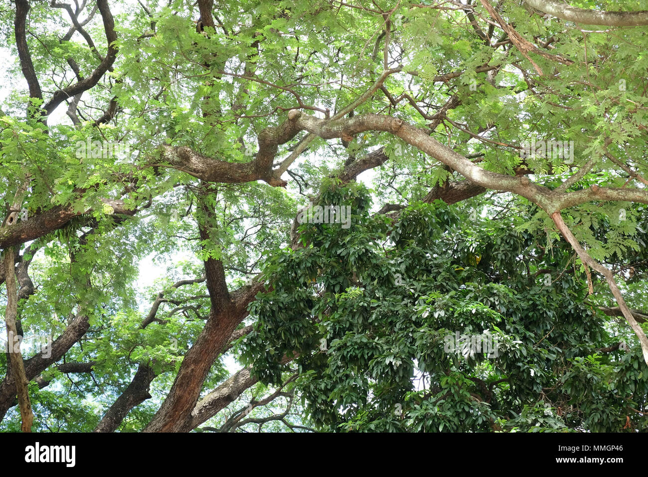 green tree branch background texture Stock Photo - Alamy
