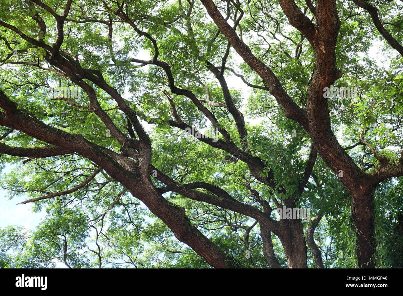 green tree branch background texture Stock Photo - Alamy