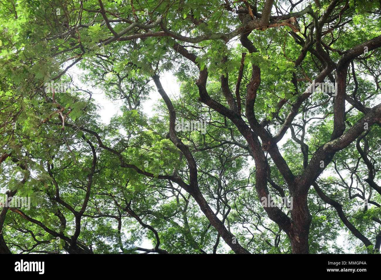 green tree branch background texture Stock Photo - Alamy