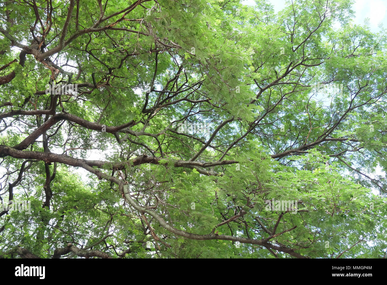 green tree branch background texture Stock Photo - Alamy