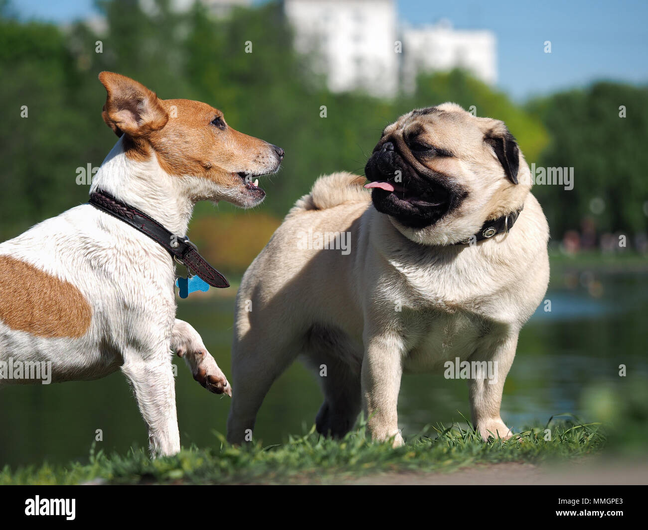 Funny dogs meet on a walk. Different breeds and characters of dogs ...