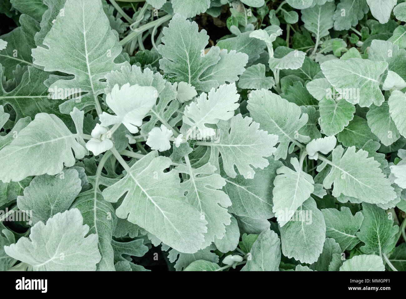 Natural green plants background Stock Photo - Alamy