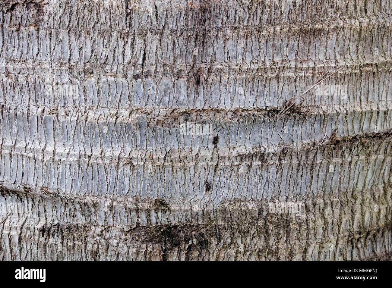 Tree bark wood texture background Stock Photo - Alamy