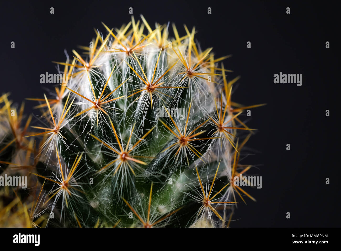 Texture of Cactus plant close-up on black background . soft focus Stock ...