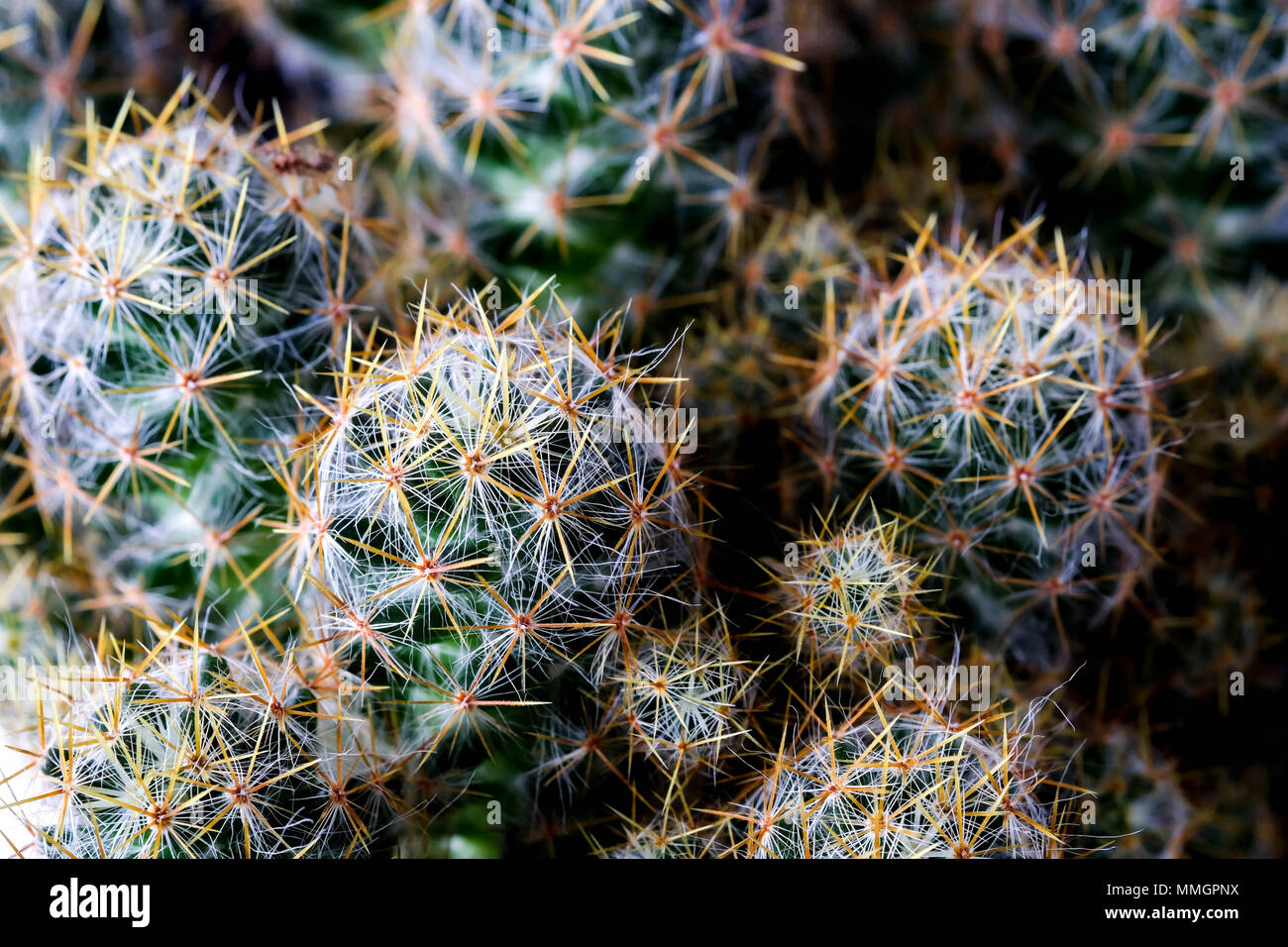 Texture of Cactus plant close-up on black background . soft focus Stock ...