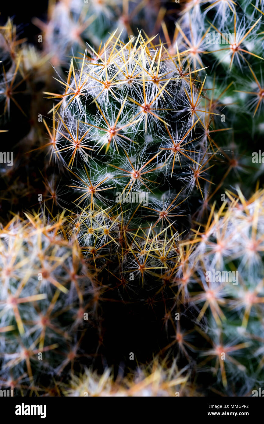 Texture of Cactus plant close-up on black background . soft focus Stock ...