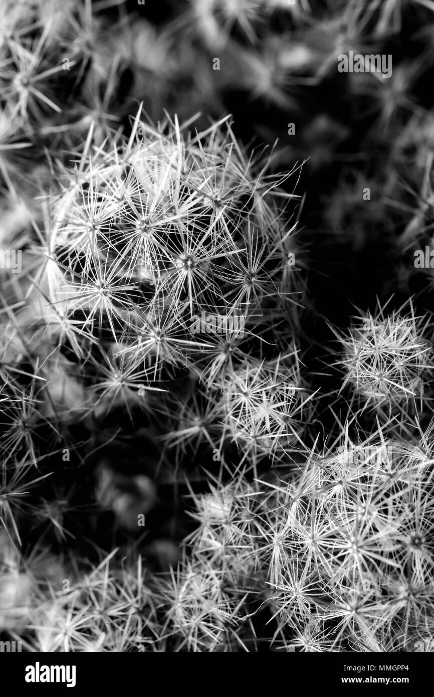 Texture of Cactus plant close-up on black background . soft focus Stock ...