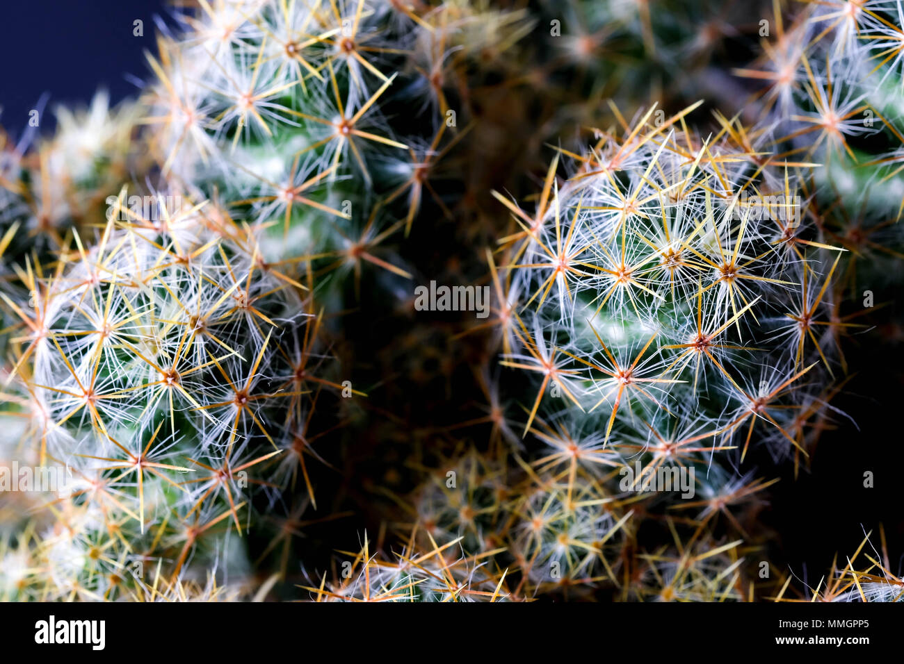Texture of Cactus plant close-up on black background . soft focus Stock ...