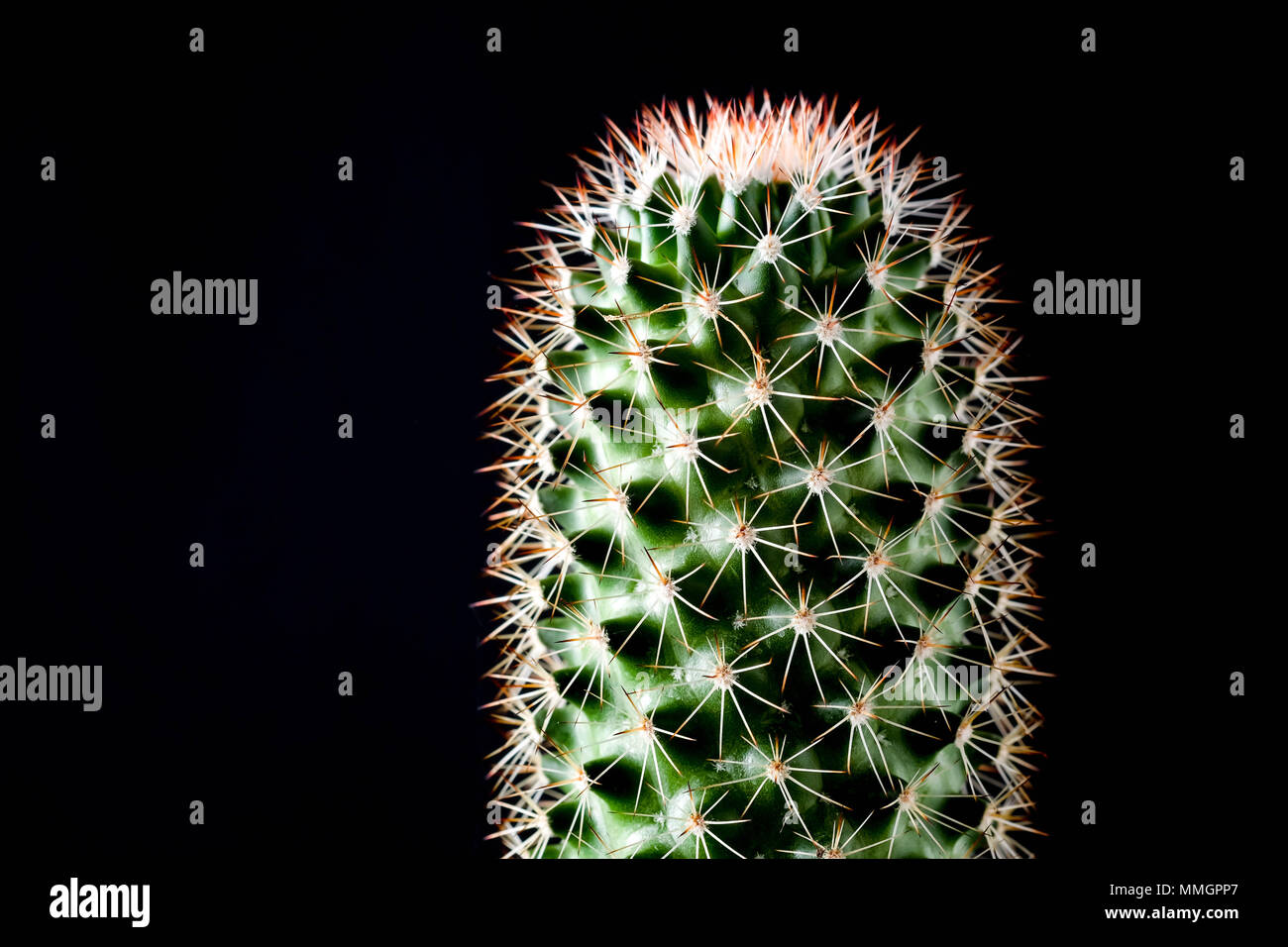 Texture of Cactus plant close-up on black background . soft focus Stock ...