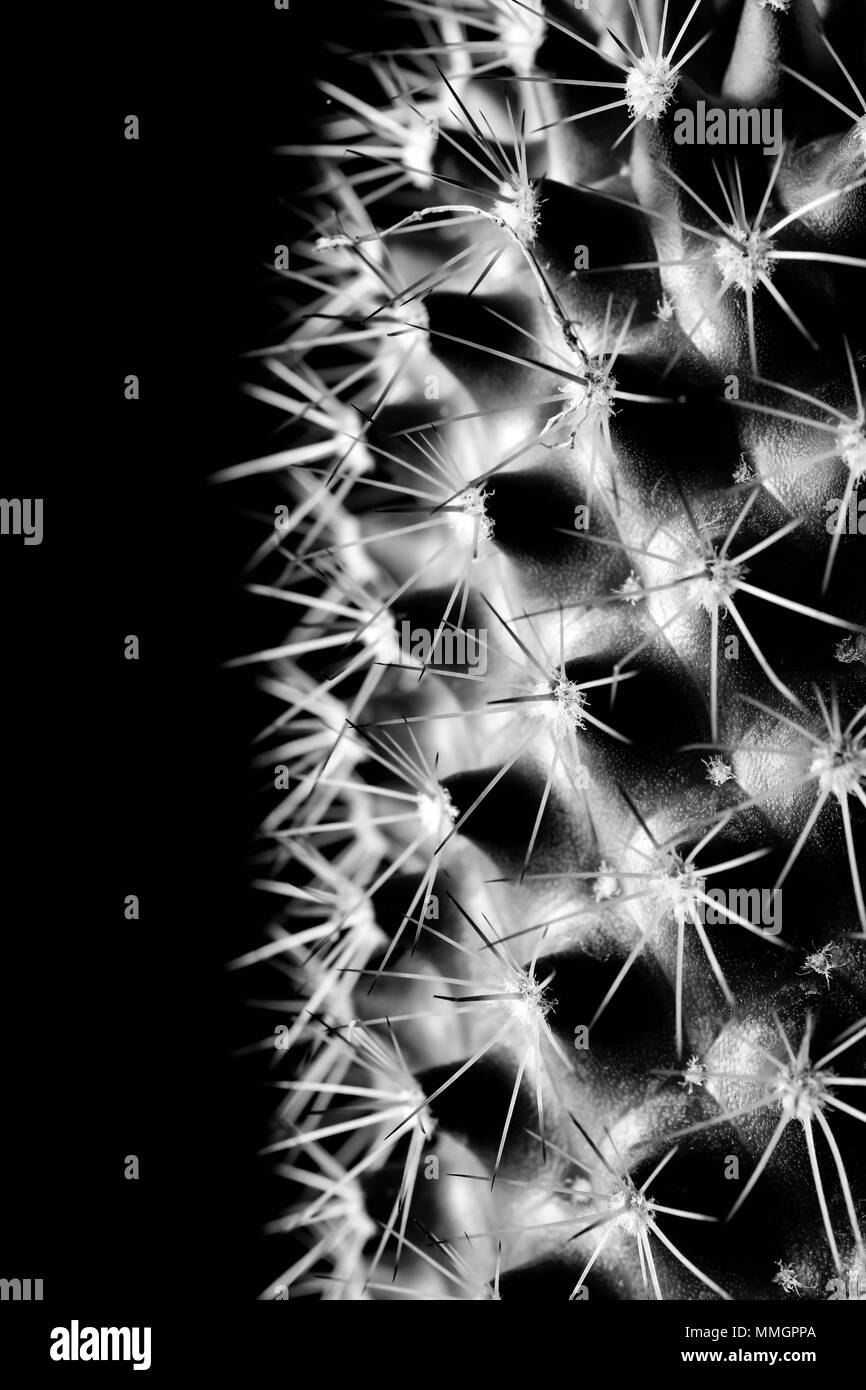 Texture of Cactus plant close-up on black background . soft focus Stock ...