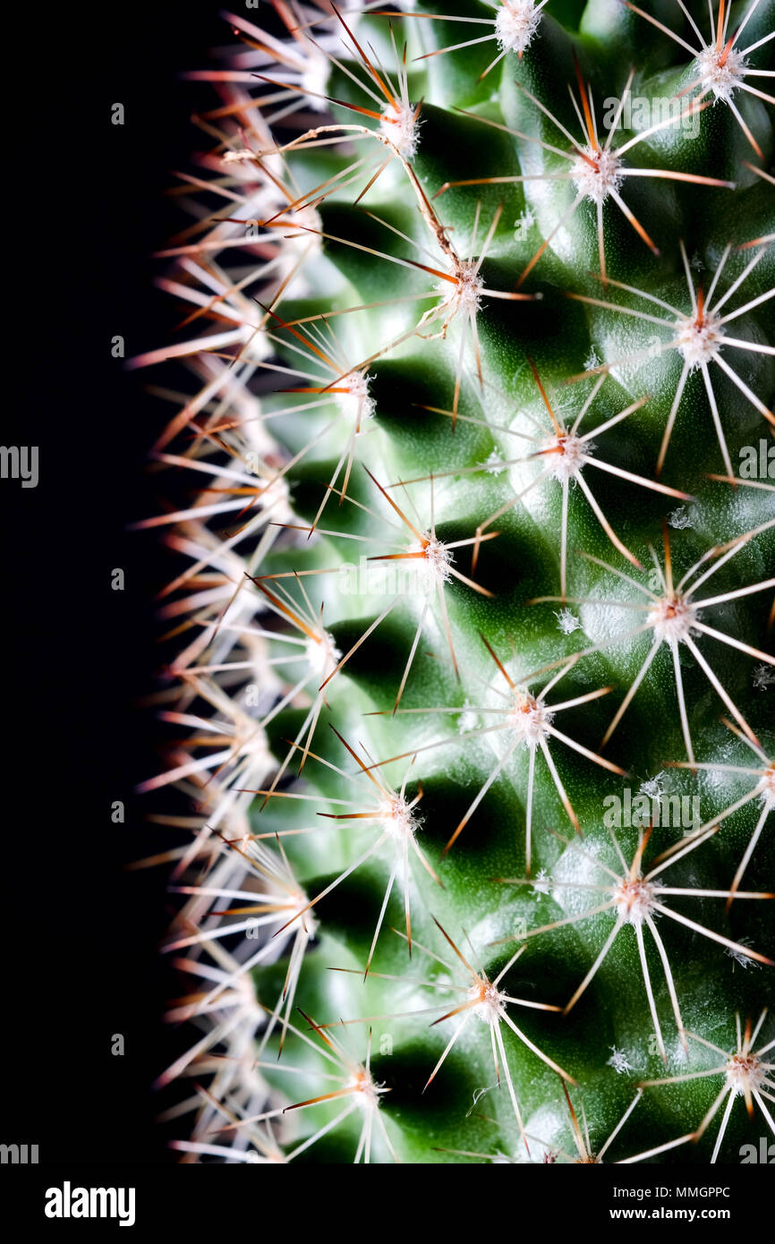 Texture of Cactus plant close-up on black background . soft focus Stock ...