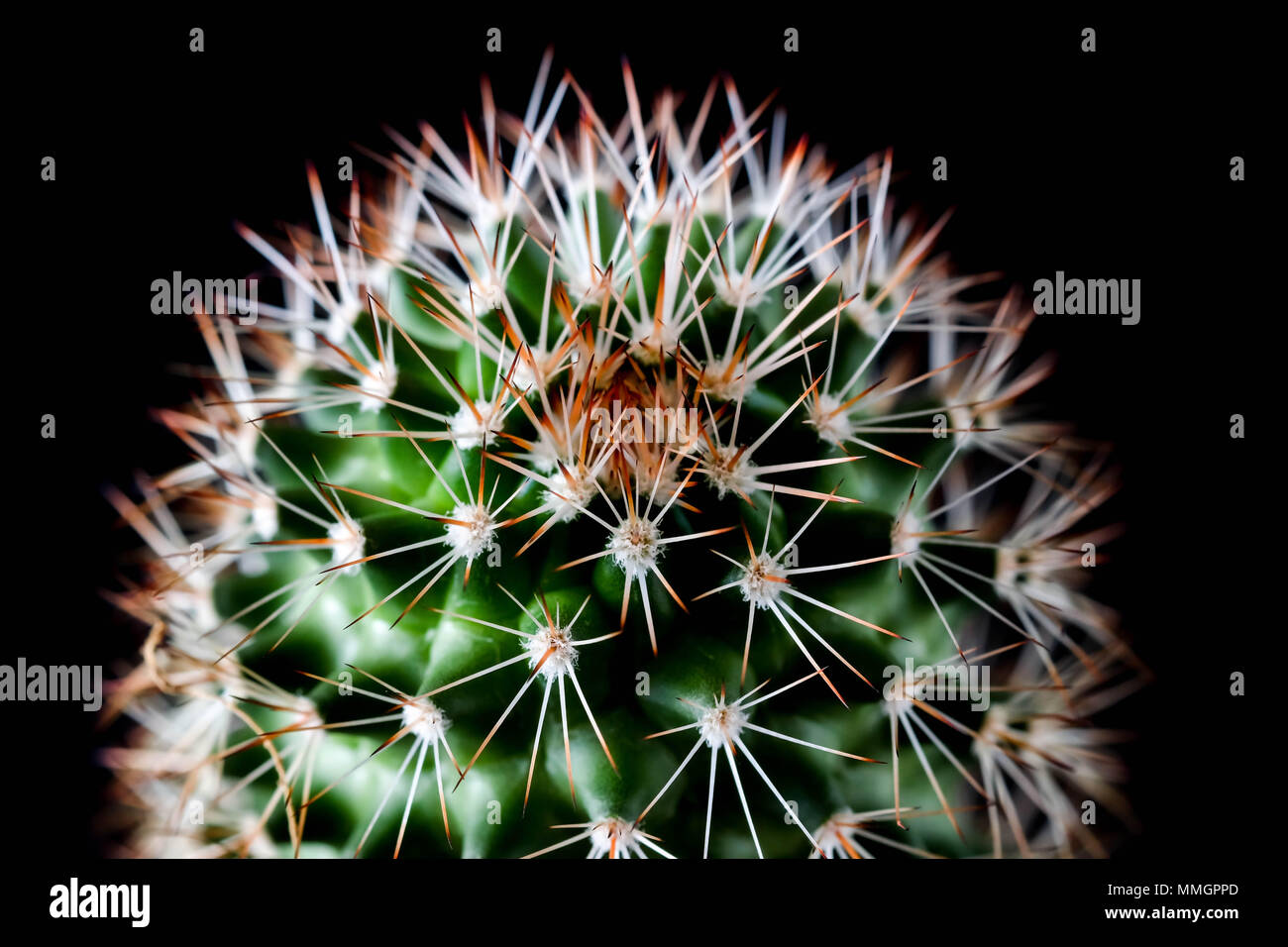 Texture of Cactus plant close-up on black background . soft focus Stock ...