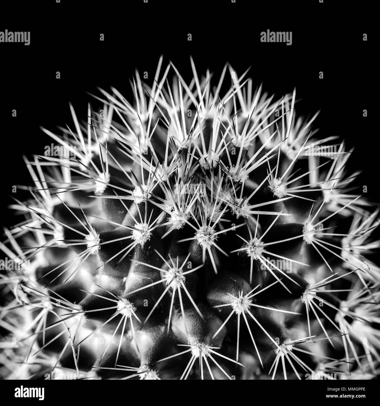 Texture of Cactus plant close-up on black background . soft focus Stock ...