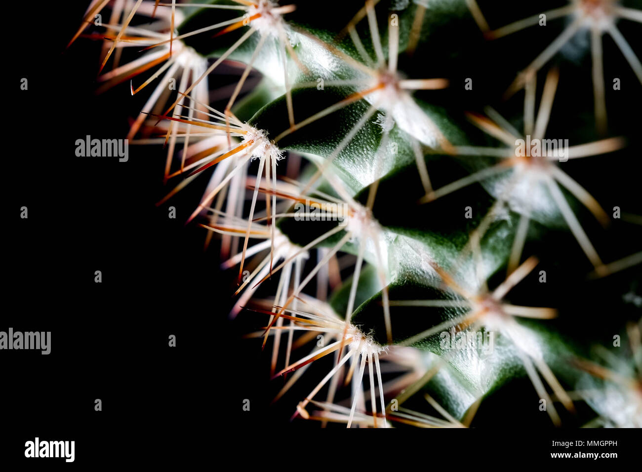 Texture of Cactus plant close-up on black background . soft focus Stock ...